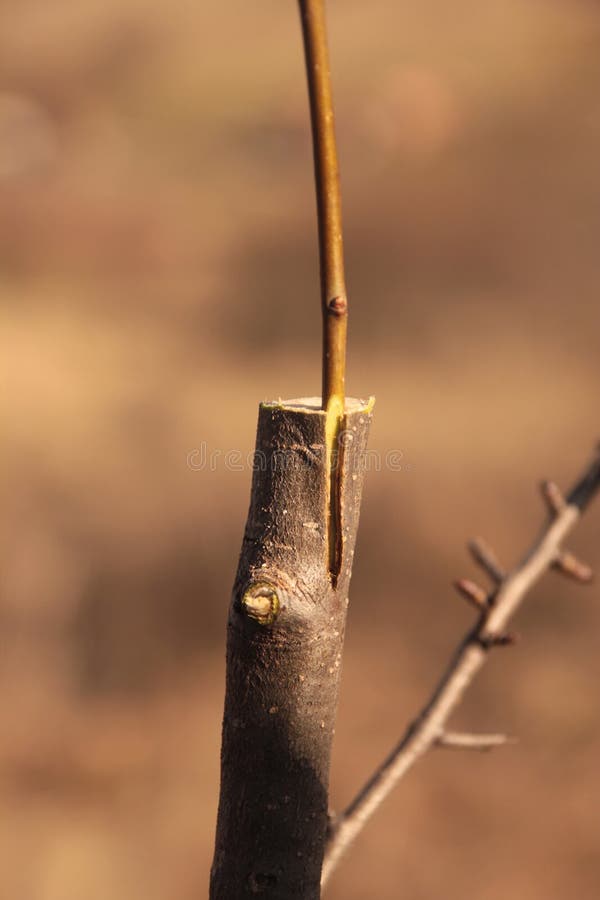 Successful Grafting on an Apple Tree Stock Image - Image of stem ...