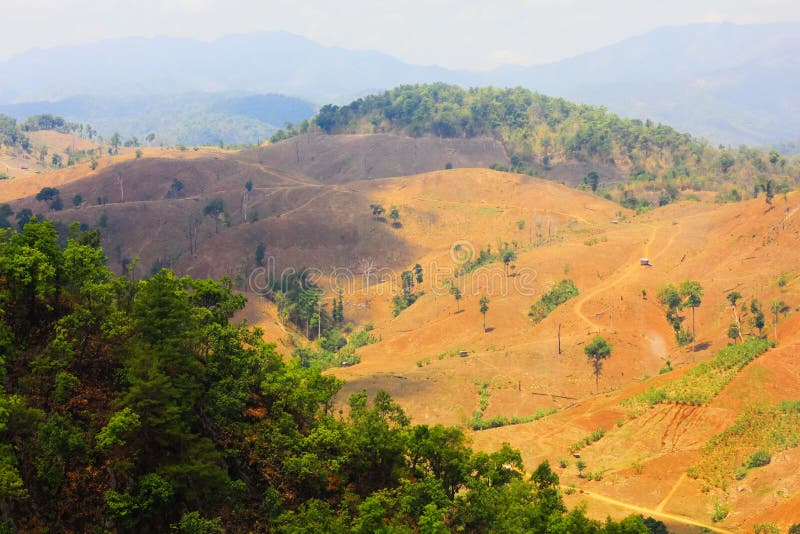 Succession or Encroachment of Tree into a Clearing Stock Image - Image ...