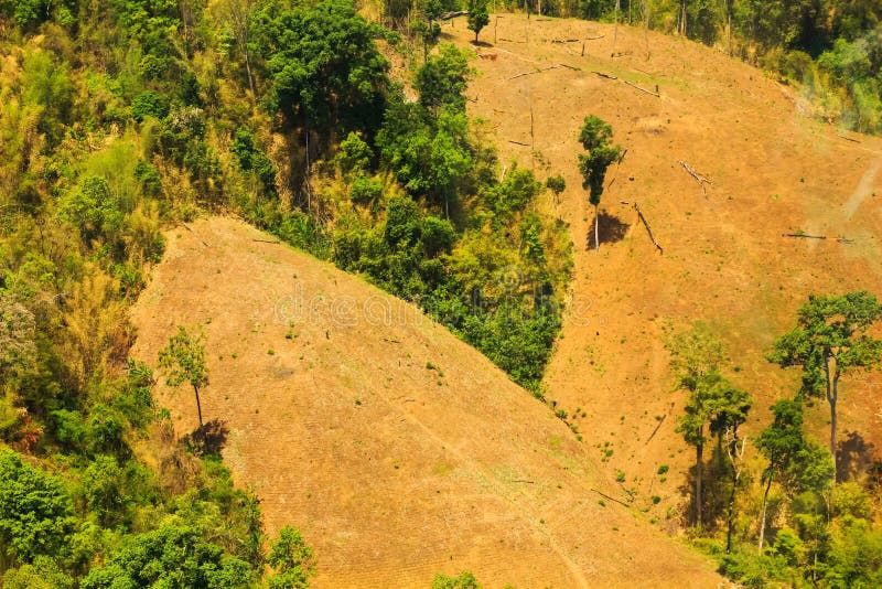 Succession or Encroachment of Tree into a Clearing Stock Image - Image ...