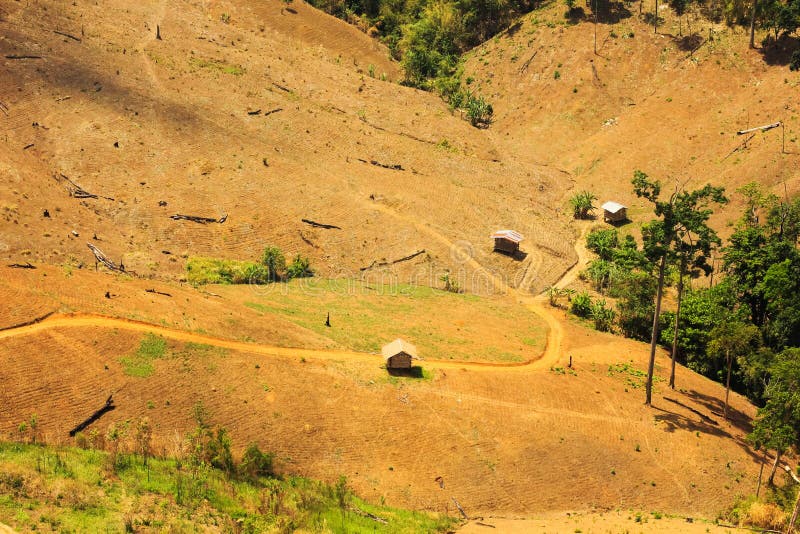Succession or Encroachment of Tree into a Clearing Stock Photo - Image ...