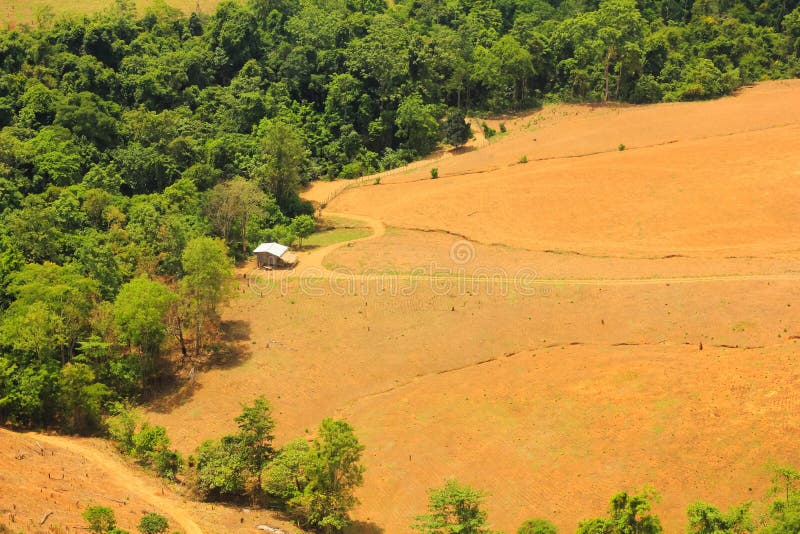 Succession or Encroachment of Tree into a Clearing Stock Photo - Image ...