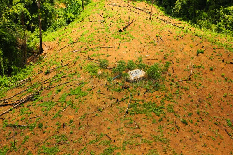 Succession or Encroachment of Tree into a Clearing Stock Image - Image ...