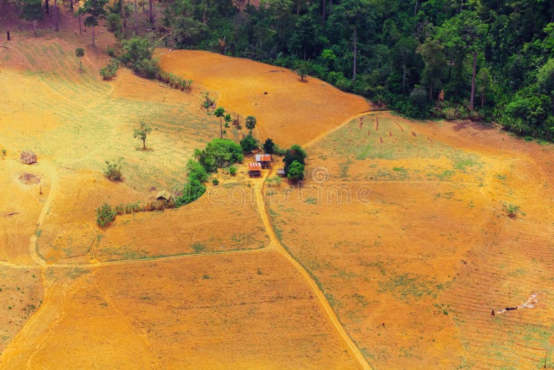 Succession or Encroachment of Tree into a Clearing Stock Image - Image ...