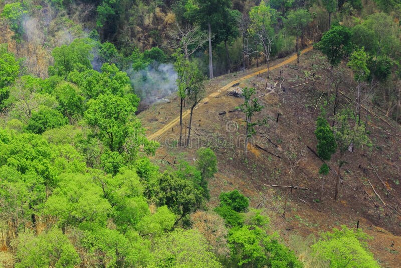 Succession or Encroachment of Tree into a Clearing Stock Image - Image ...