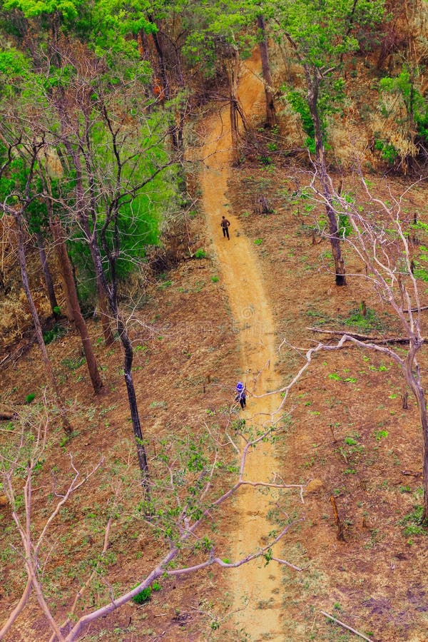 Succession or Encroachment of Tree into a Clearing Stock Photo - Image ...