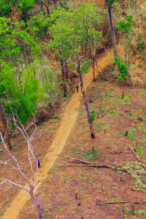 Succession or Encroachment of Tree into a Clearing Stock Image - Image ...