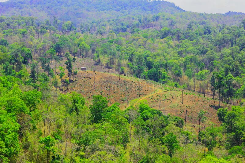 Succession or Encroachment of Tree into a Clearing Stock Image - Image ...