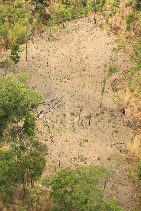 Succession or Encroachment of Tree into a Clearing Stock Photo - Image ...