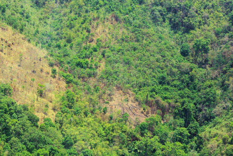 Succession or Encroachment of Tree into a Clearing Stock Image - Image ...