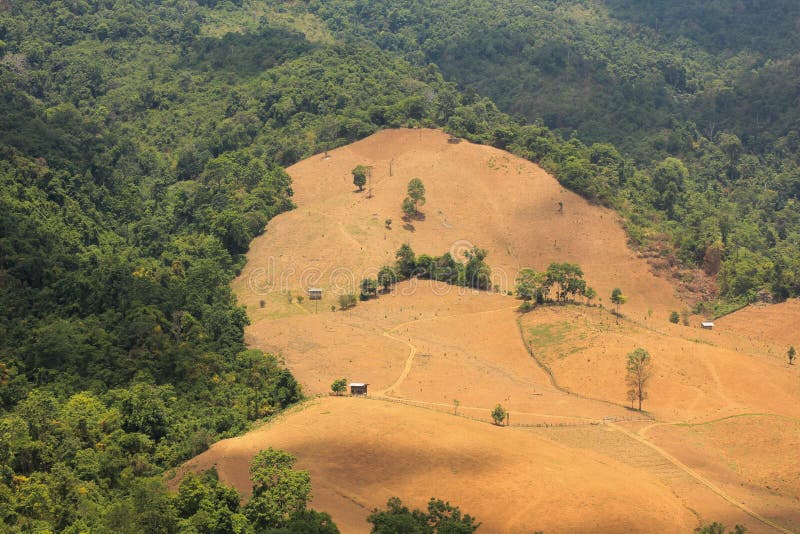 Succession or Encroachment of Tree into a Clearing Stock Photo - Image ...