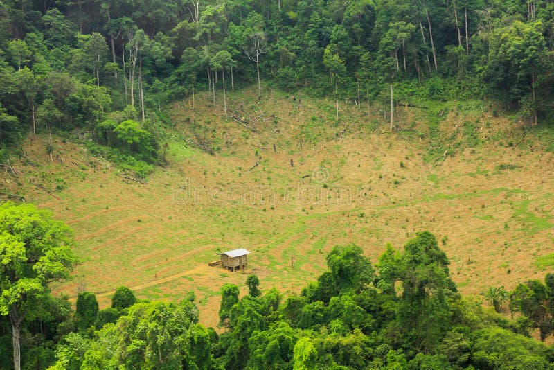 Succession or Encroachment of Tree into a Clearing Stock Image - Image ...