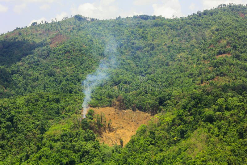 Succession or Encroachment of Tree into a Clearing Stock Photo - Image ...