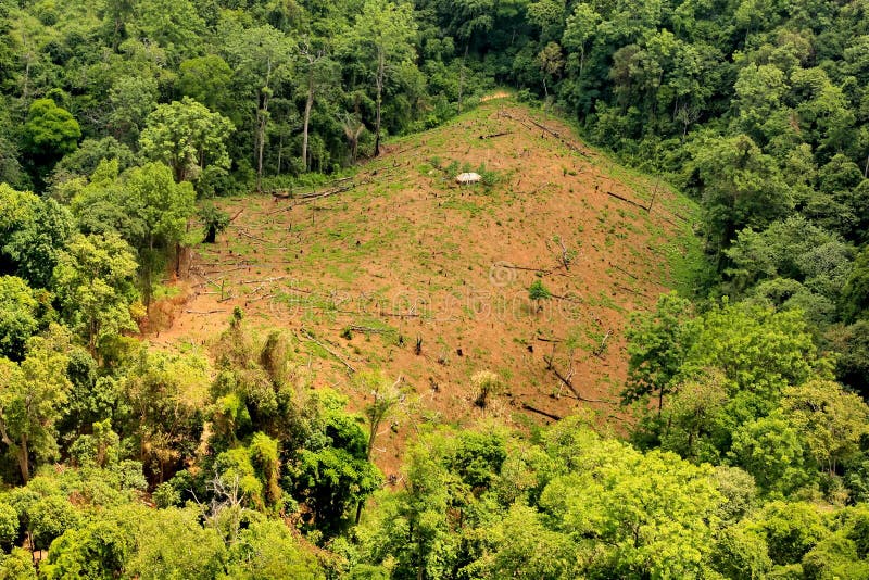 Succession Encroachment of Trees into a Clearing Stock Image - Image of ...