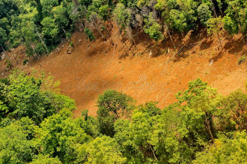 Succession Encroachment of Trees into a Clearing Stock Image - Image of ...