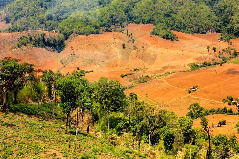 Succession or Encroachment of Tree into a Clearing Stock Image - Image ...