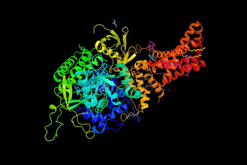 Succinate Dehydrogenase or Succinate-coenzyme Q Reductase, an En Stock ...