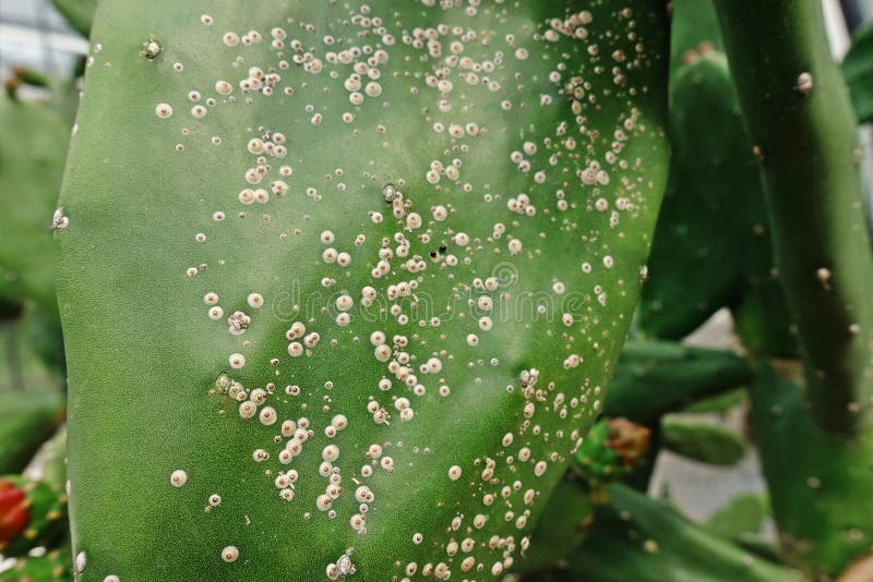 170,999 Parasite Photos libres de droits et gratuites de Dreamstime