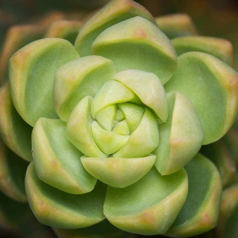 Succulent Flower stock photo. Image of green, grown, flower - 41601916