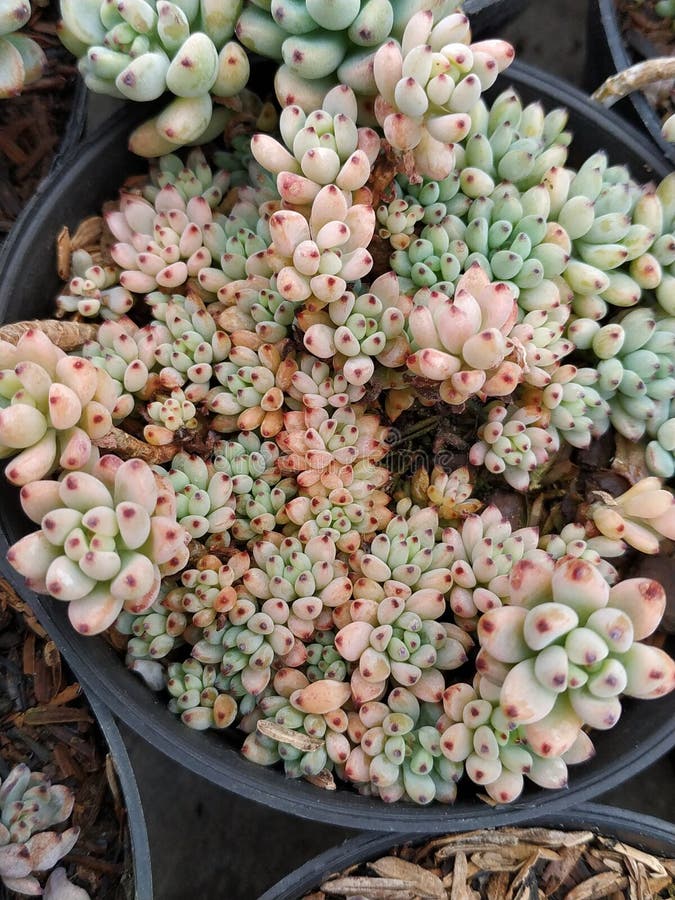Succulent Addict Stock Photos - Free & Royalty-Free Stock Photos from ...