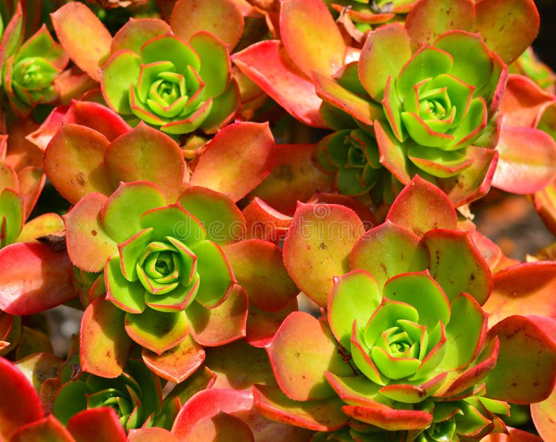Succulent - Aeonium Percarneum Stock Image - Image of percarneum ...