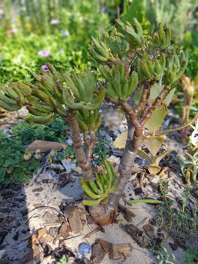 Tree of life stock image. Image of succulent, alien - 111955783