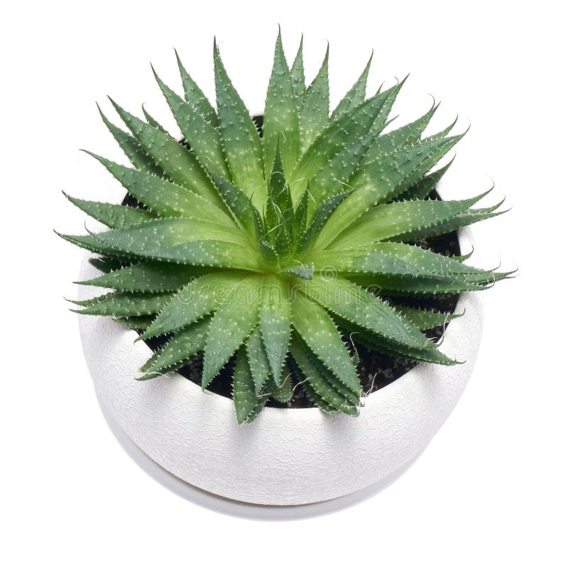 Succulent Aloe Aristata Plant in White Ceramic Pot Isolated on White ...