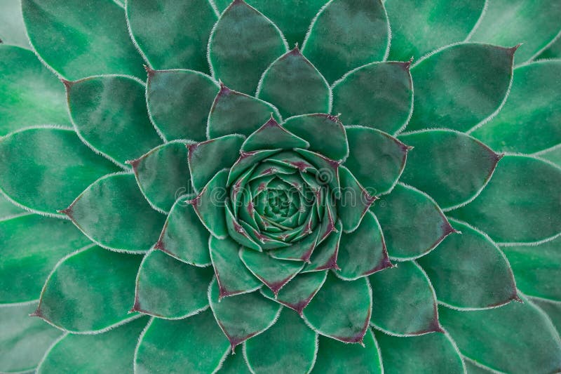 Succulent Background. High Quality Texture of the Succulent Stock Photo ...