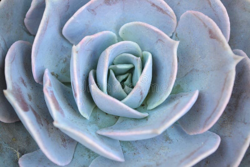 Succulent Blue Rosette Flower Pattern Closeup Background Stock Image ...