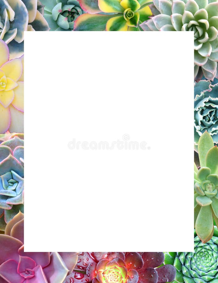 Succulent Border stock photo. Image of design, green - 85802682