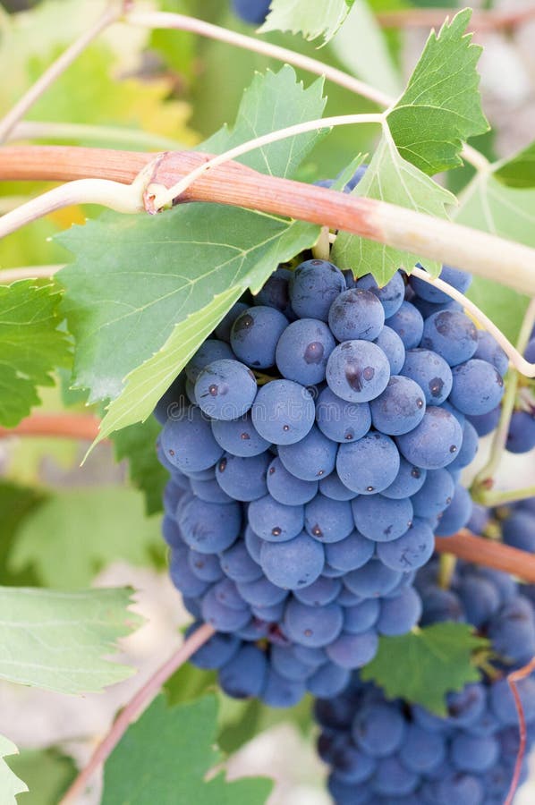 Succulent Bunch of Grapes on Vine Stock Image - Image of irradiation ...