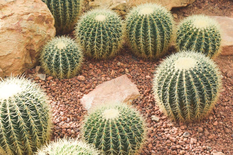 Succulent Cactus Home Plant Decoration Stock Photo - Image of mexico ...