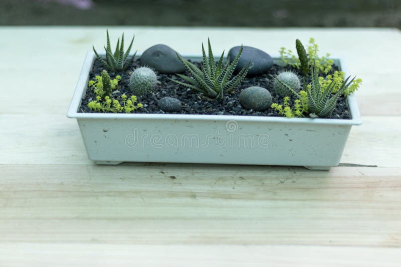 Succulent and Cactus Miniature Tray Garden Stock Photo - Image of ...