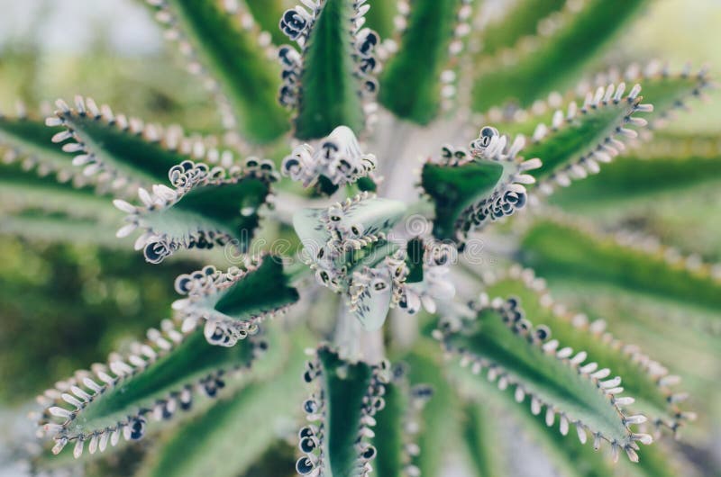 Succulent Close up stock image. Image of detail, field - 108261303