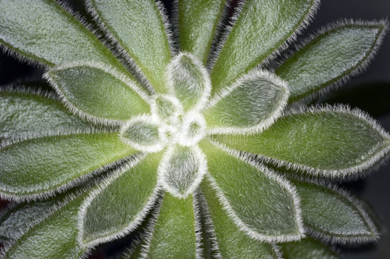 Succulent close-up stock image. Image of fresh, plant - 6980455