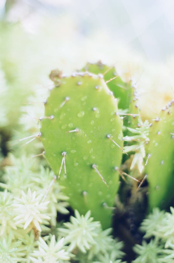 Succulent Close up stock image. Image of blooming, close - 108261231