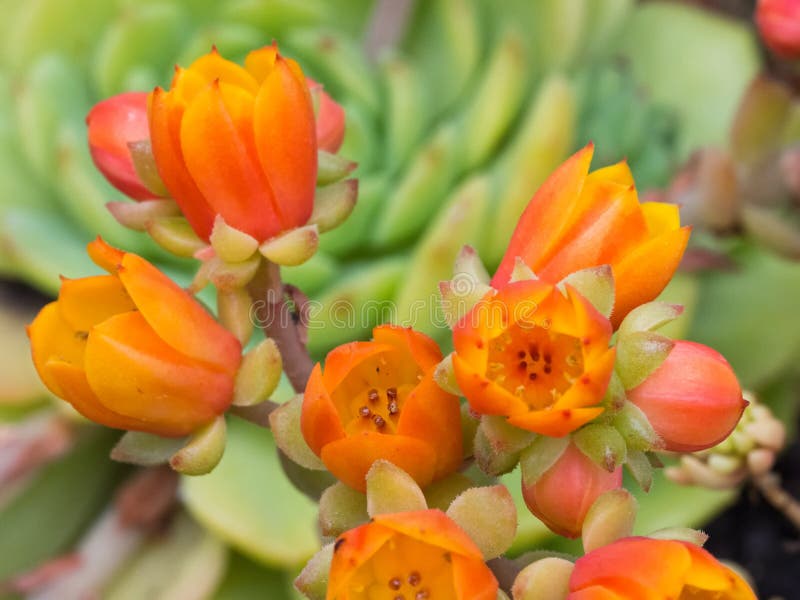 Succulent close up stock photo. Image of plant, beauty - 85799086