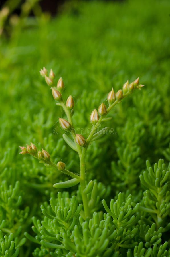 Succulent close up stock photo. Image of greenroof, botany - 68617438