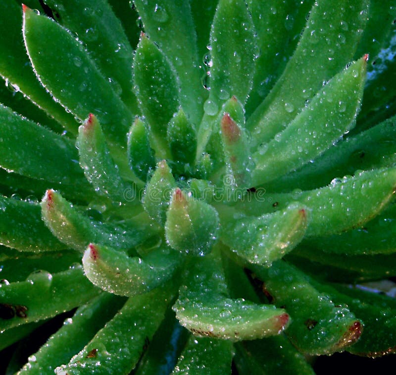 Succulent stock image. Image of closeup, green, plant - 77589555