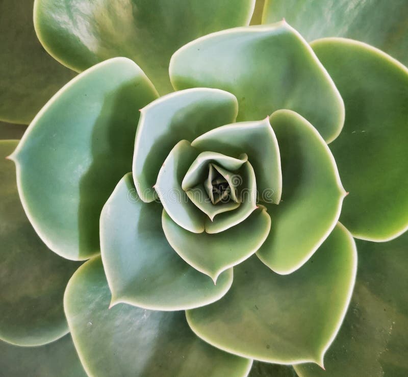 Succulent closeup image stock photo. Image of decoration - 208589458