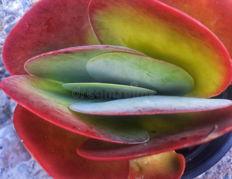 Red and Green Gradient Colour Big Succulent Plant Stock Photo - Image ...