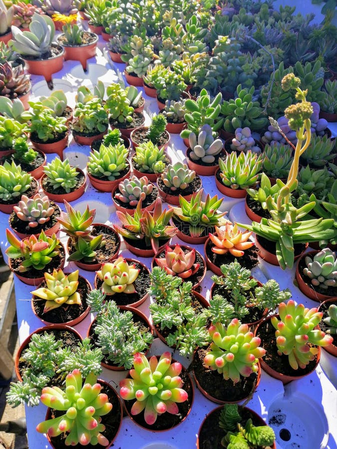 Succulent colors stock photo. Image of yard, variety - 179989894