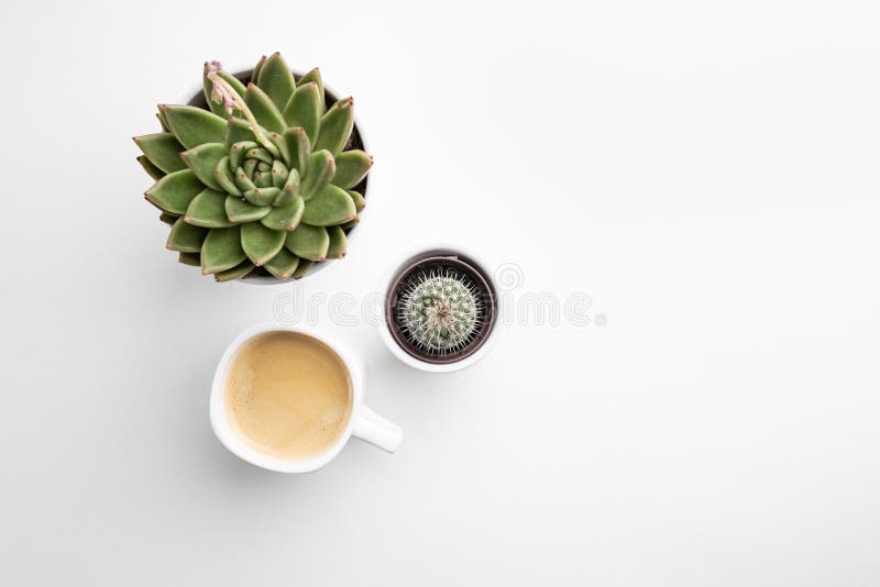 Succulent and Cup of Coffee Stock Photo - Image of nature, garden ...