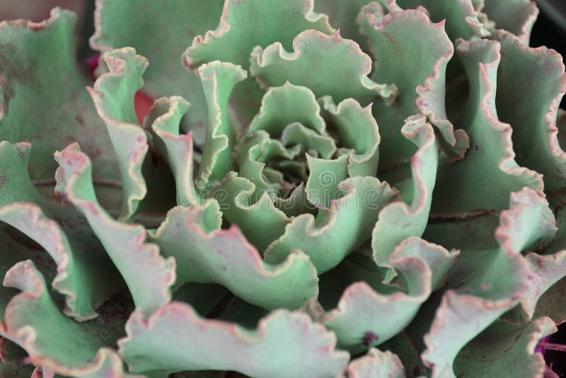 Succulent Echeveria in Form of Terry Cabbage Close Up Texture Stock ...
