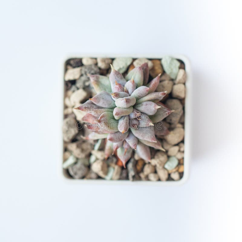 Succulent Echeveria Tolimanensis with Pointed Leaves Stock Image ...