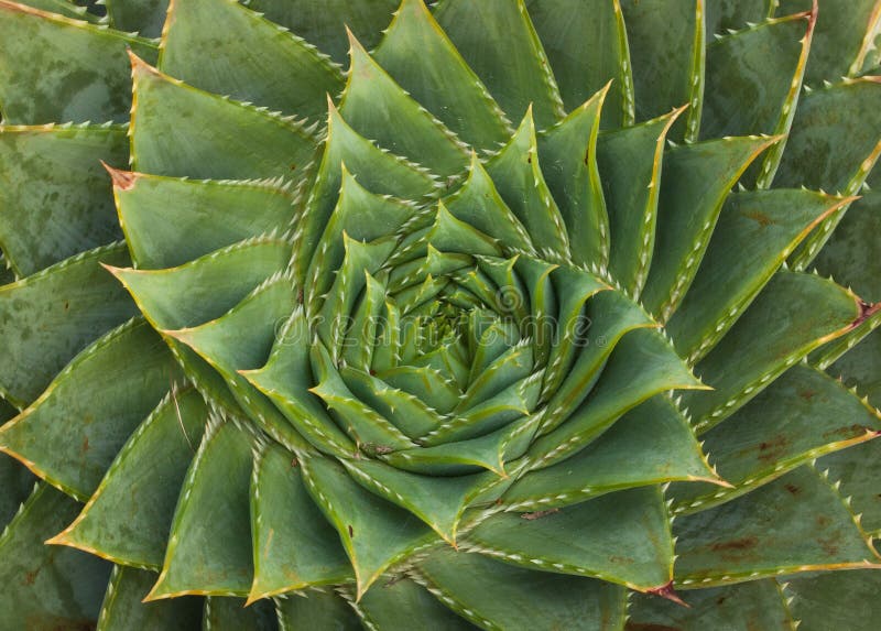 Espiral De Las Hojas De Los Cactus Imagen de archivo - Imagen de vera ...