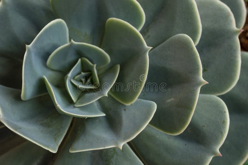 Succulent Forming a Beautiful Texture Pattern Background Stock Photo ...