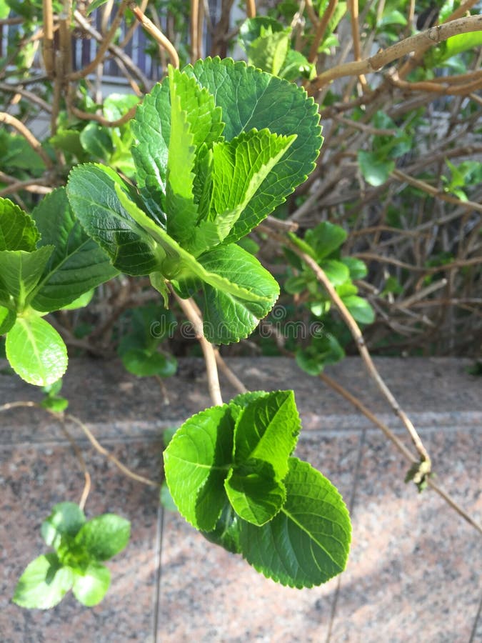 Succulent Fresh Spring Green Plant Macro Stock Image - Image of card ...