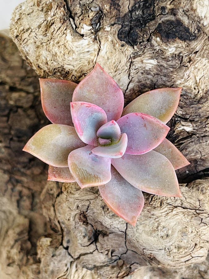 Succulent Graptoveria Douglas Huth on Old Wooden Background Stock Image ...