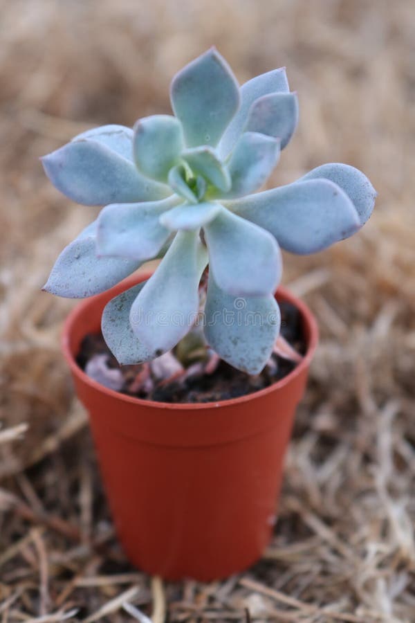 Succulent stock image. Image of succulent, blue, summer - 134351521