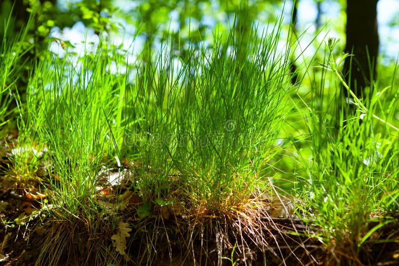 Succulent green grass stock image. Image of nature, organic - 218369577
